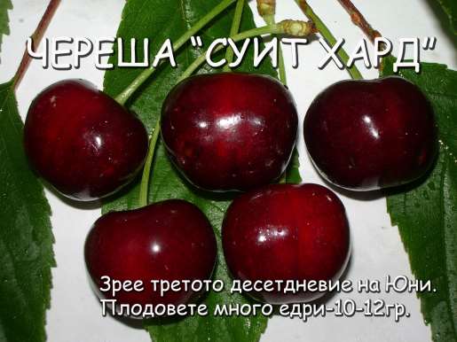 Сортове - Лицензиран овощен разсадник